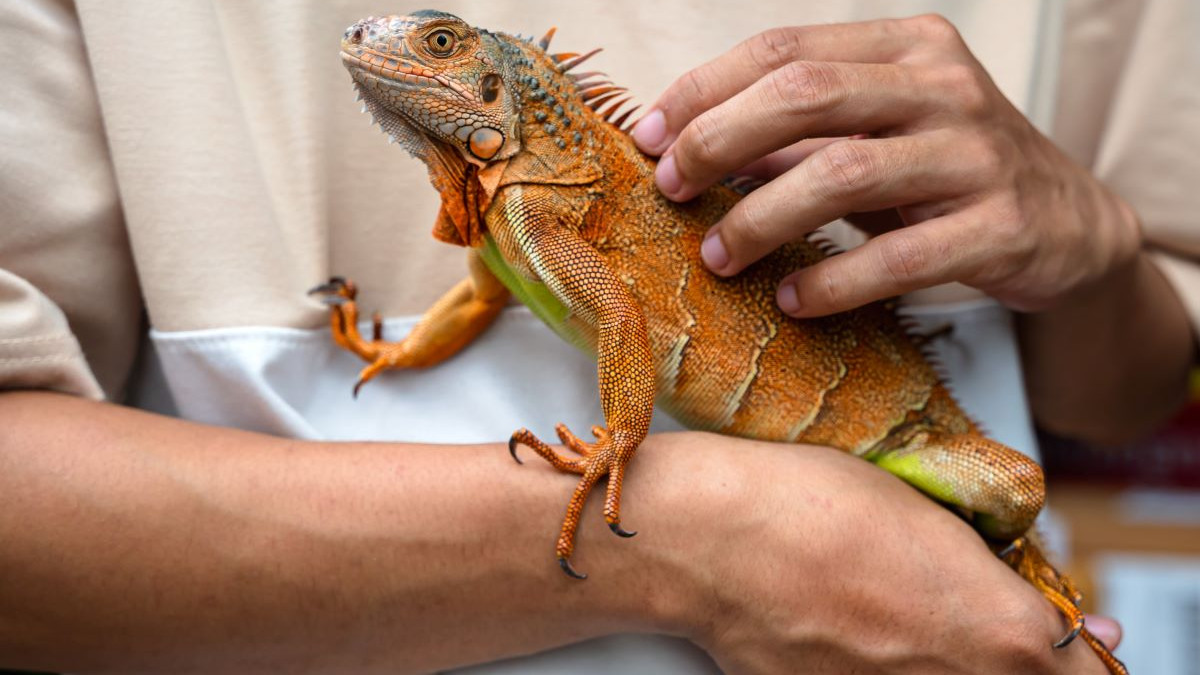 Tout ce qu'il faut savoir avant d'adopter un iguane domestique