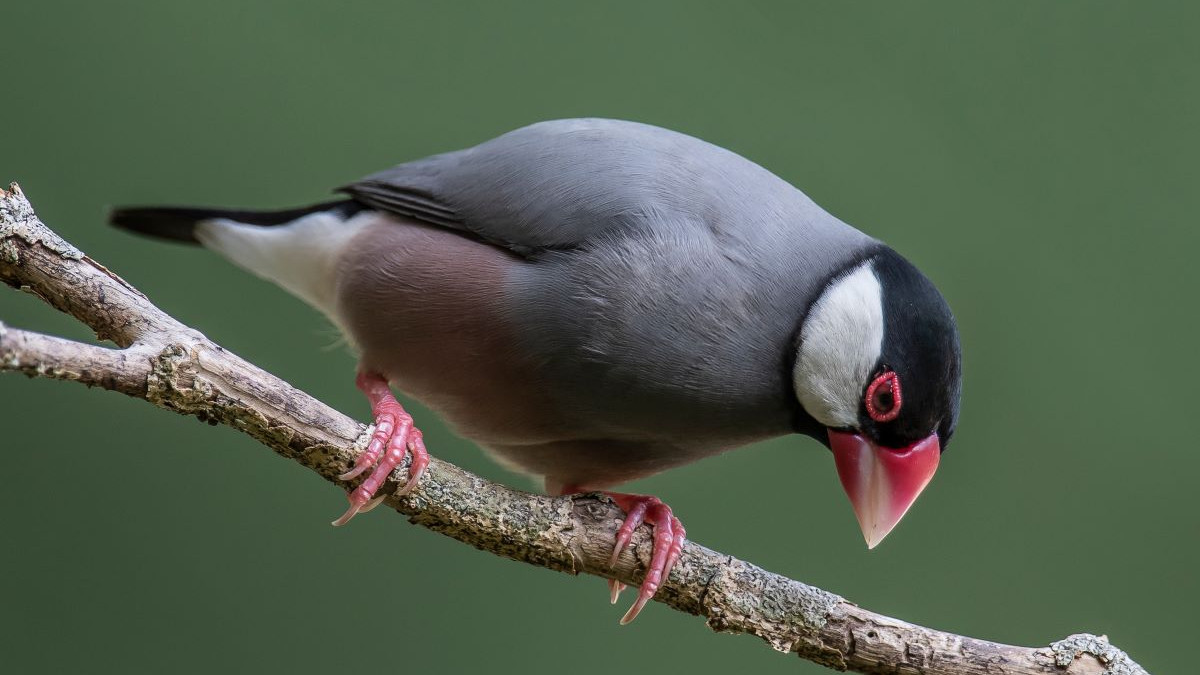 Padda de Java : un oiseau exotique, nos conseils et entretien