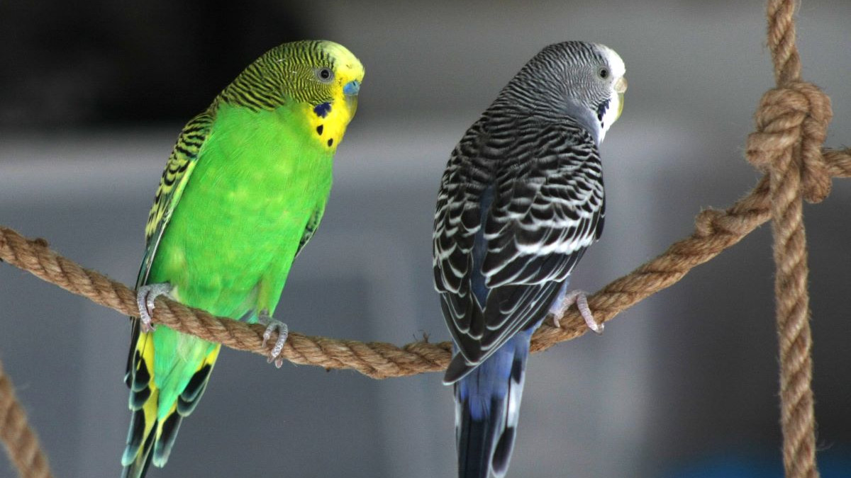 Perruche ondulée : guide pratique pour prendre soin de cet oiseau