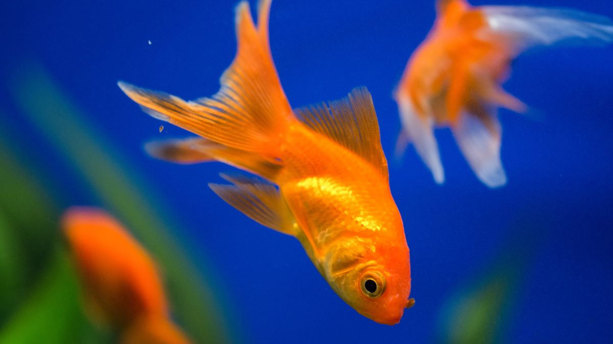 Poisson rouge : guide complet sur l'entretien et les besoins
