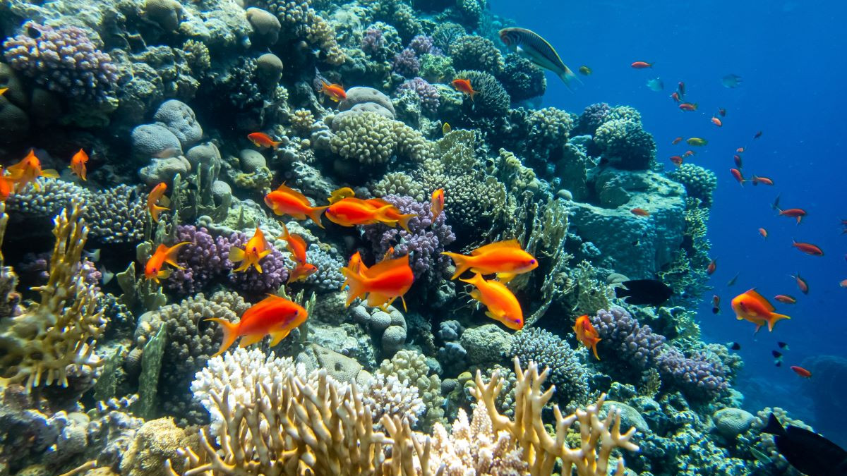 Poissons d’eau douce : guide complet des espèces populaires
