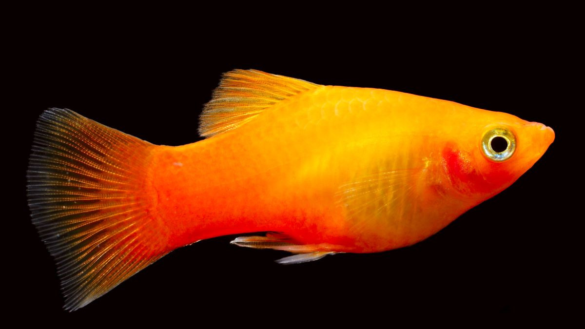 Platy : conseils d'entretien et caractéristiques de ce poisson