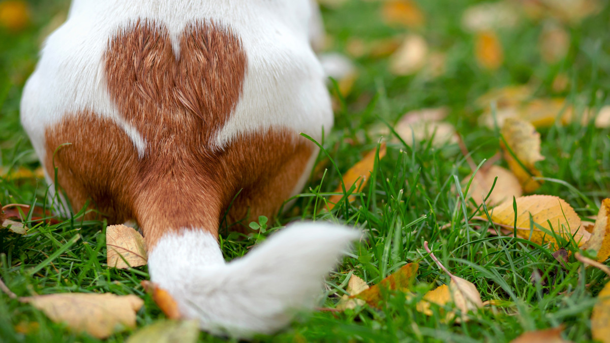 Pourquoi les chiens remuent la queue ? L’explication n’est pas si simple