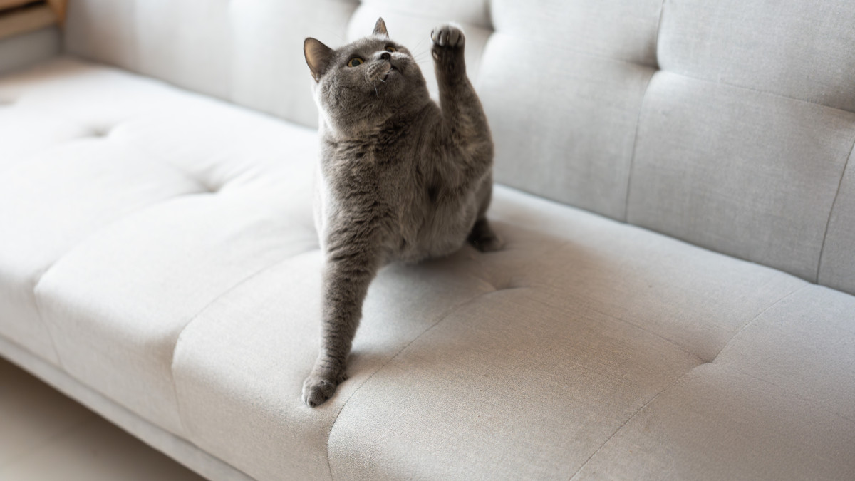 Votre chat griffe votre canapé ? Voici comment sauver vos meubles