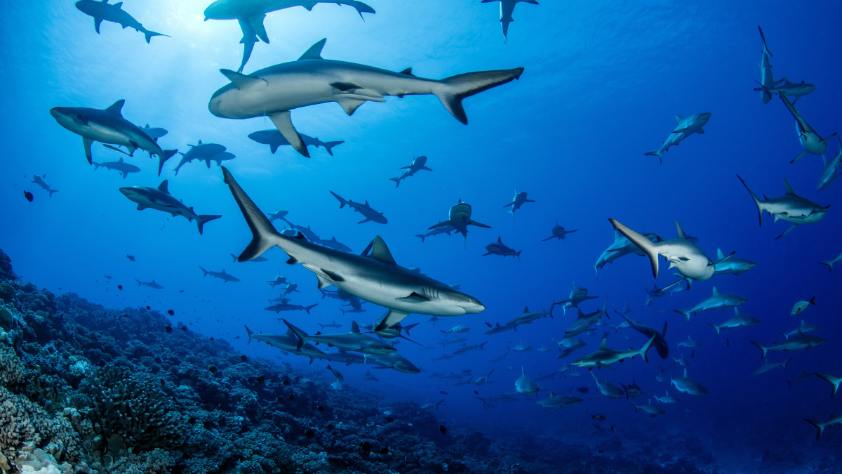 10 requins méconnus qui fréquentent les plages françaises : espèces ...