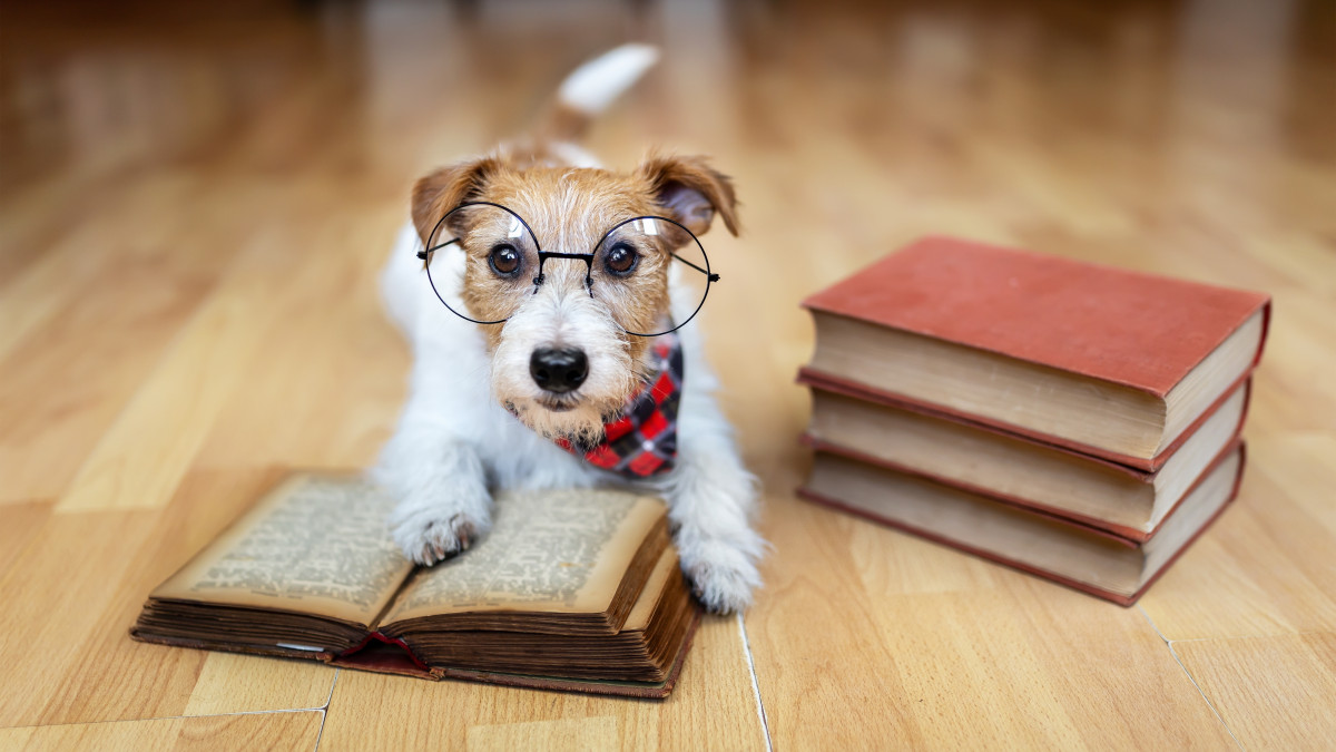 Comment savoir si votre chien est vraiment intelligent ? 10 tests ...