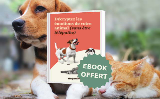 Cheval hongre : définition et caractéristiques