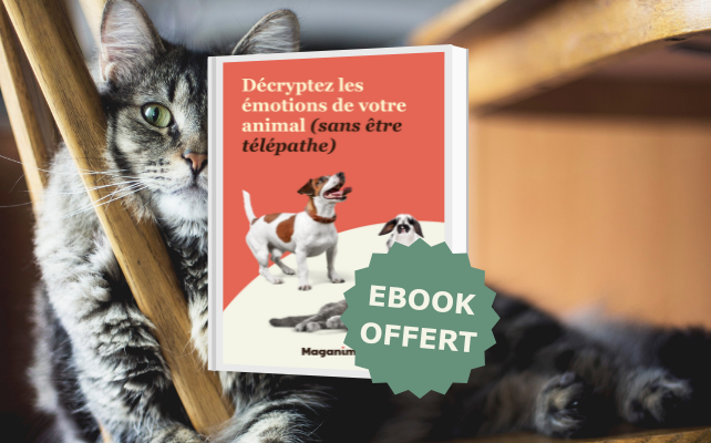 La reproduction du chat : tout sur l'accouplement du chat